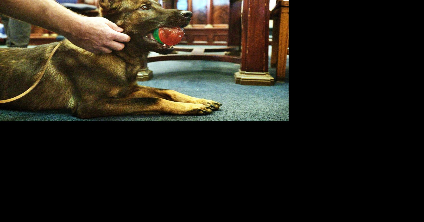 PHOTO GALLERY | Police dog Blitz joins Cambria County detectives to ...