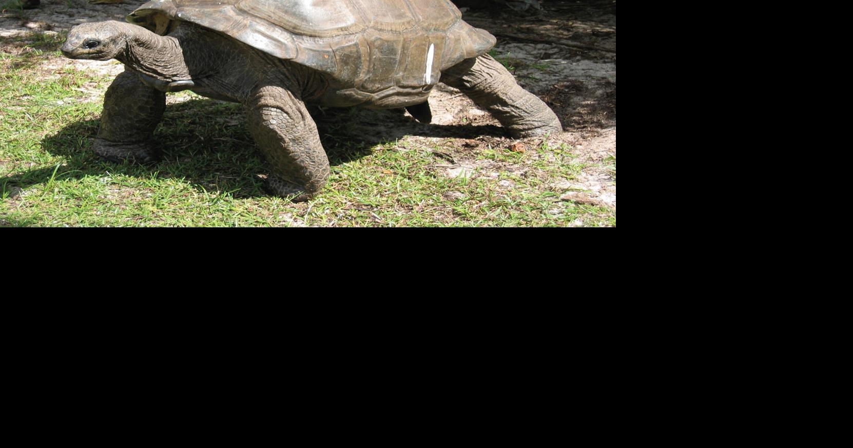 Pets: Tortoises cohabitate well with humans | Features | tribstar.com