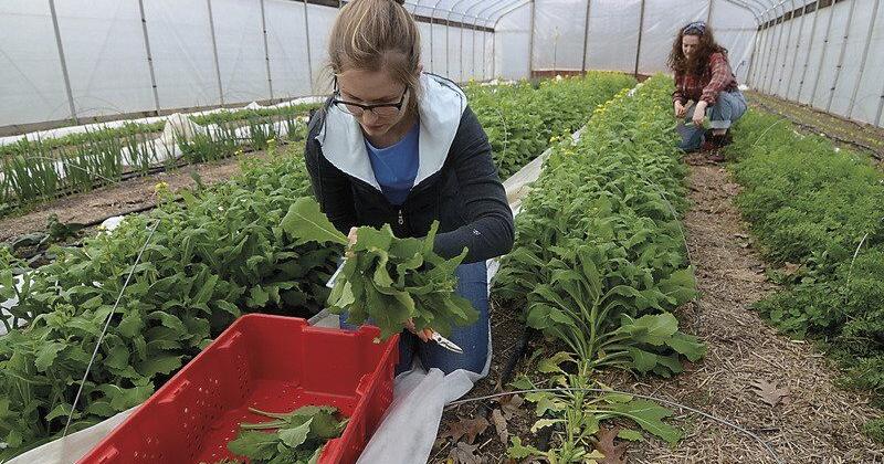White Violet continues mission, celebrates 25 years | Local News ...