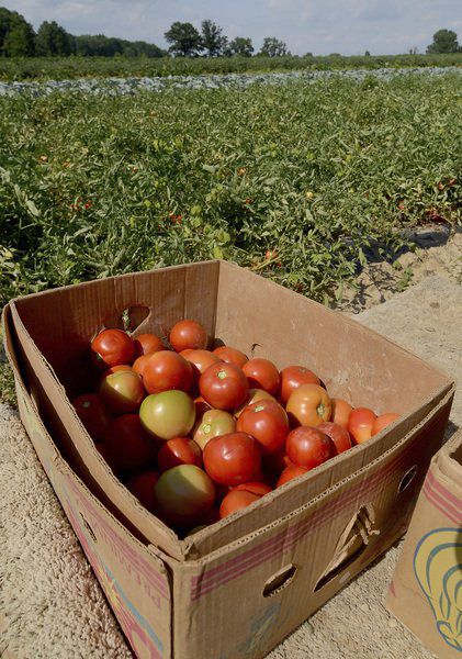 Slater family runs its own farm and market | Features | tribstar.com