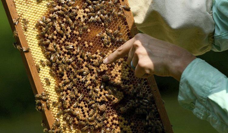 Thank-a-Farmer: Honey, bee farming — it's pretty sweet | Local News ...