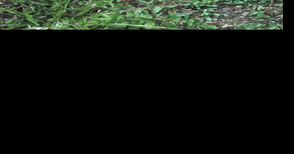 Pets: Adorable ferrets are great pets | Terre Haute Living | tribstar.com