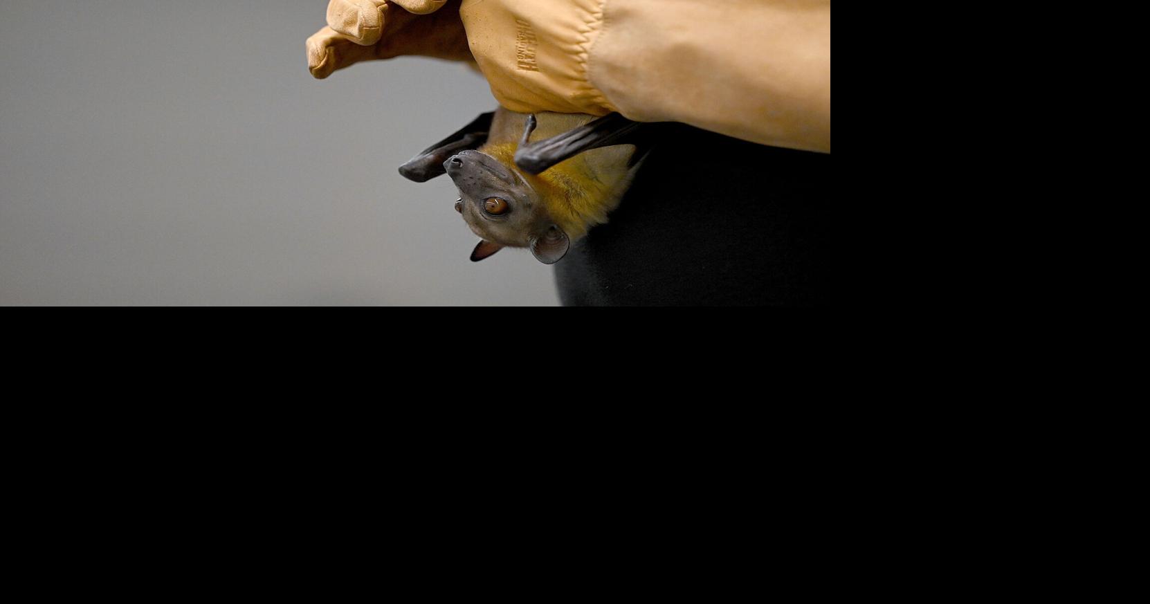 The 2023 Indiana Bat Festival | Gallery | tribstar.com