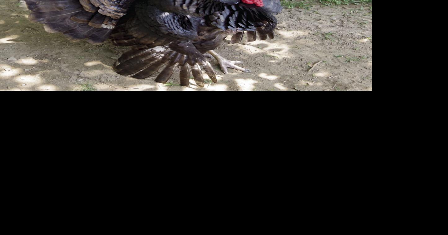Pets: The history of turkeys and some fun facts | Features | tribstar.com
