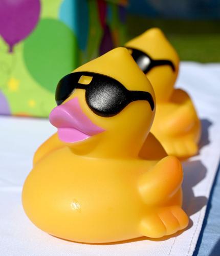 Racing ducks now available for adoption | Local News | tribstar.com