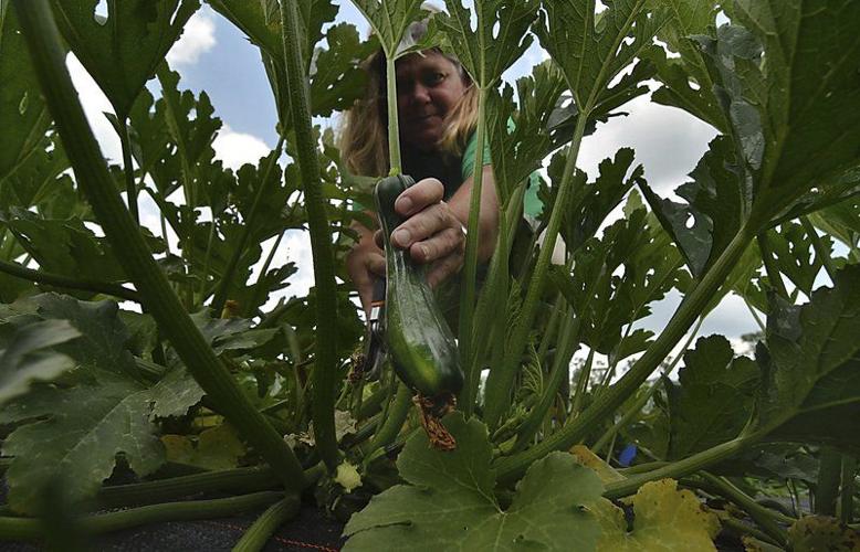 The Pickery: A direct-to-consumer, organic micro-farm | Features ...
