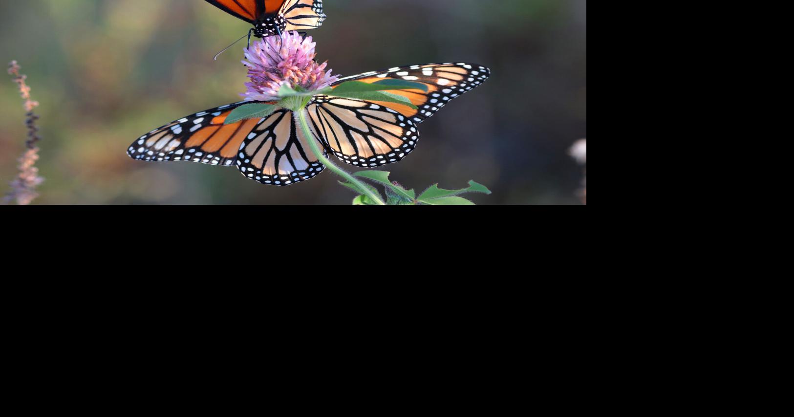 Mike Lunsford: A portrait of fall | Valley Life | tribstar.com