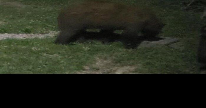 DNR confirms Indiana black bear sighting | Indiana News | tribstar.com