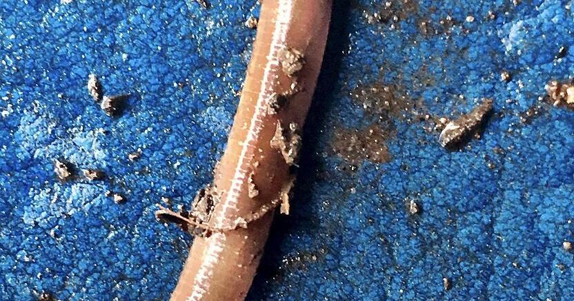 Invasive Asian jumping worms have been found in Indiana | Indiana News ...