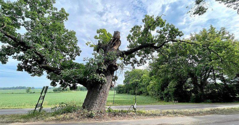 Tree in the road will be trimmed, not removed, for now | Local News ...