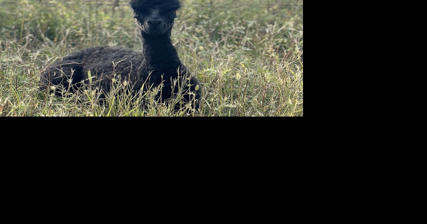 Sisters welcome baby alpaca to herd | Local News | tribstar.com