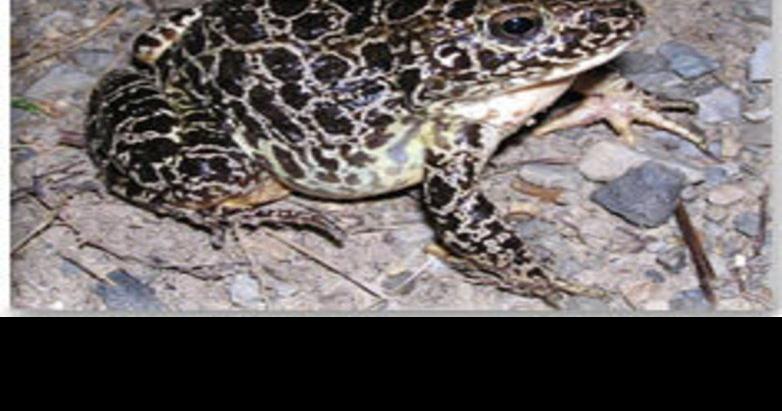 Indiana State researchers burrow deep to protect endangered frog ...
