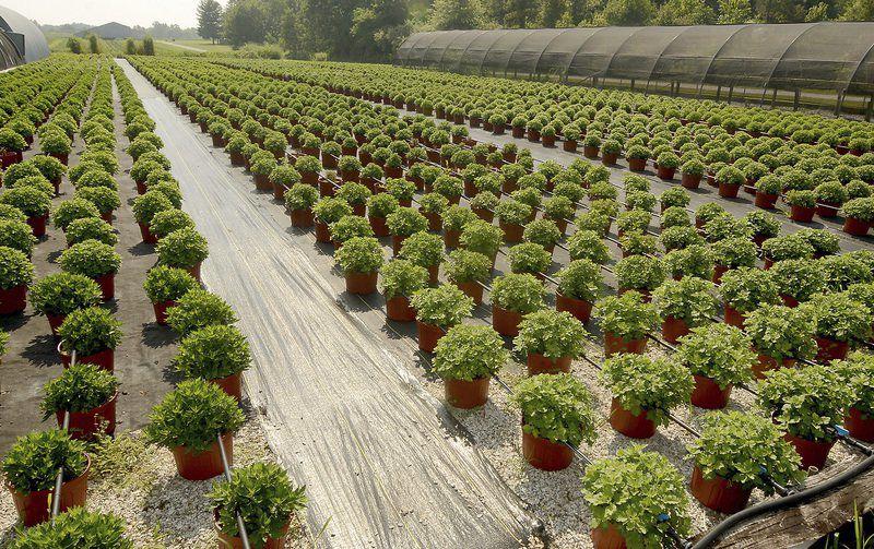 Slater family runs its own farm and market | Features | tribstar.com