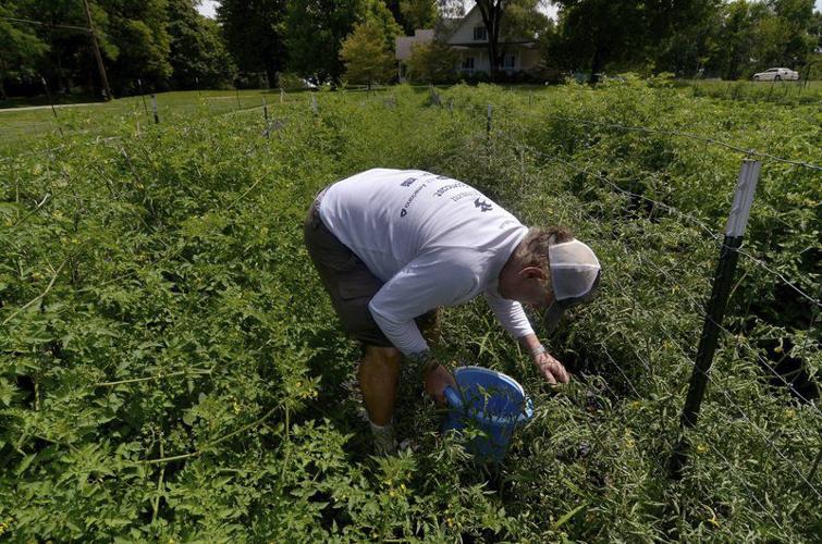 The Pickery: A direct-to-consumer, organic micro-farm | Features ...
