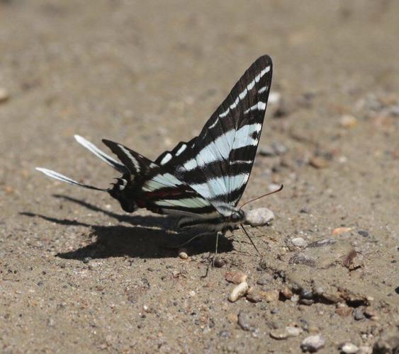 Mike Lunsford: A summer of surprises | Valley Life | tribstar.com
