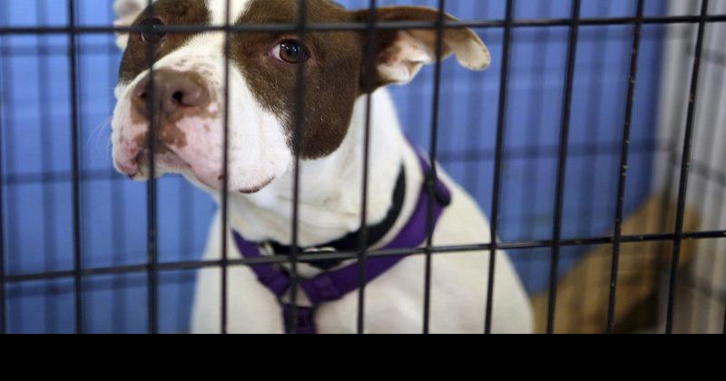 Partnership finds home for 1,000 Gary animals | Indiana News | tribstar.com