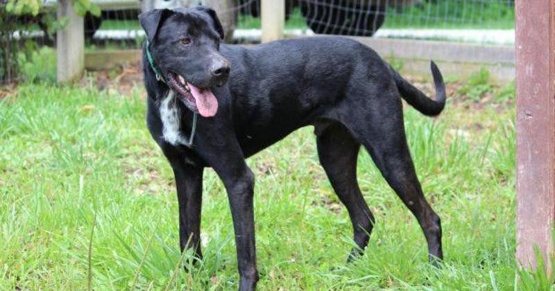 Paw Prints: Tips to help curb your pet’s destructive behavior | Valley ...