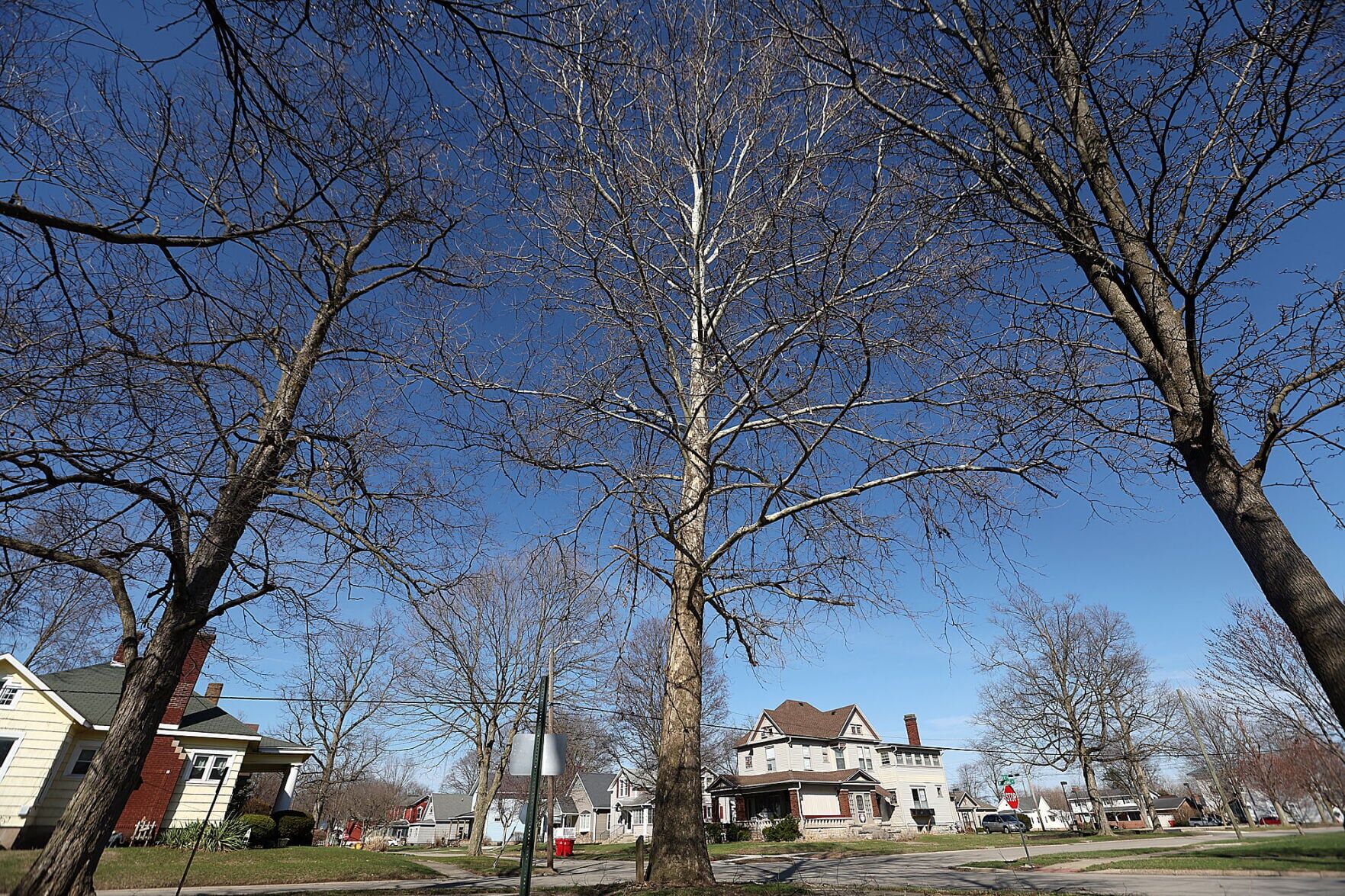 Indiana's space trees orbited Earth for days. Now, they're growing ...