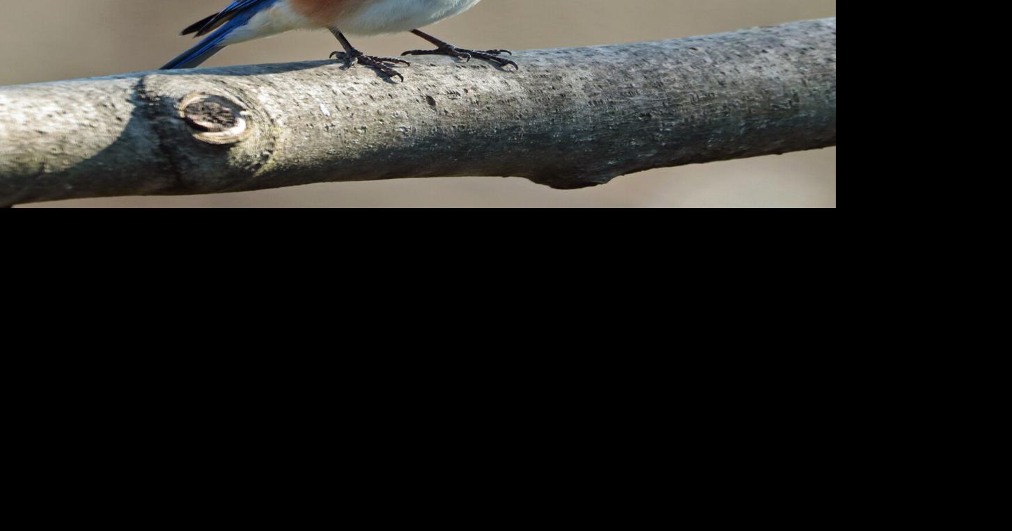 Mike Lunsford: April is several months rolled into one | Local News ...