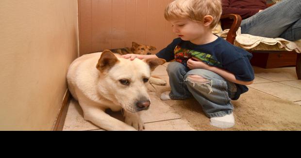 Stray dogs still adapting to new owners | Local News | tribstar.com