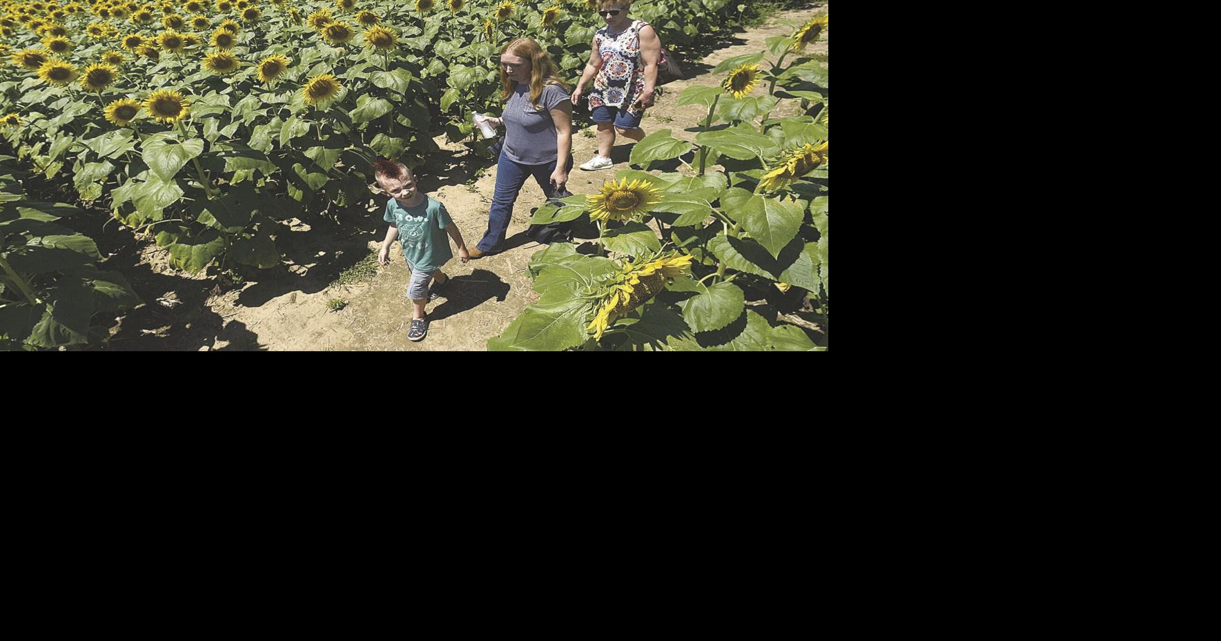 A Golden Spectacle: First of two blooms unfold at Paris farm's ...