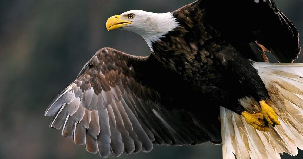 Cayuga Station Eagle Viewing Day canceled due to maintenance activities ...