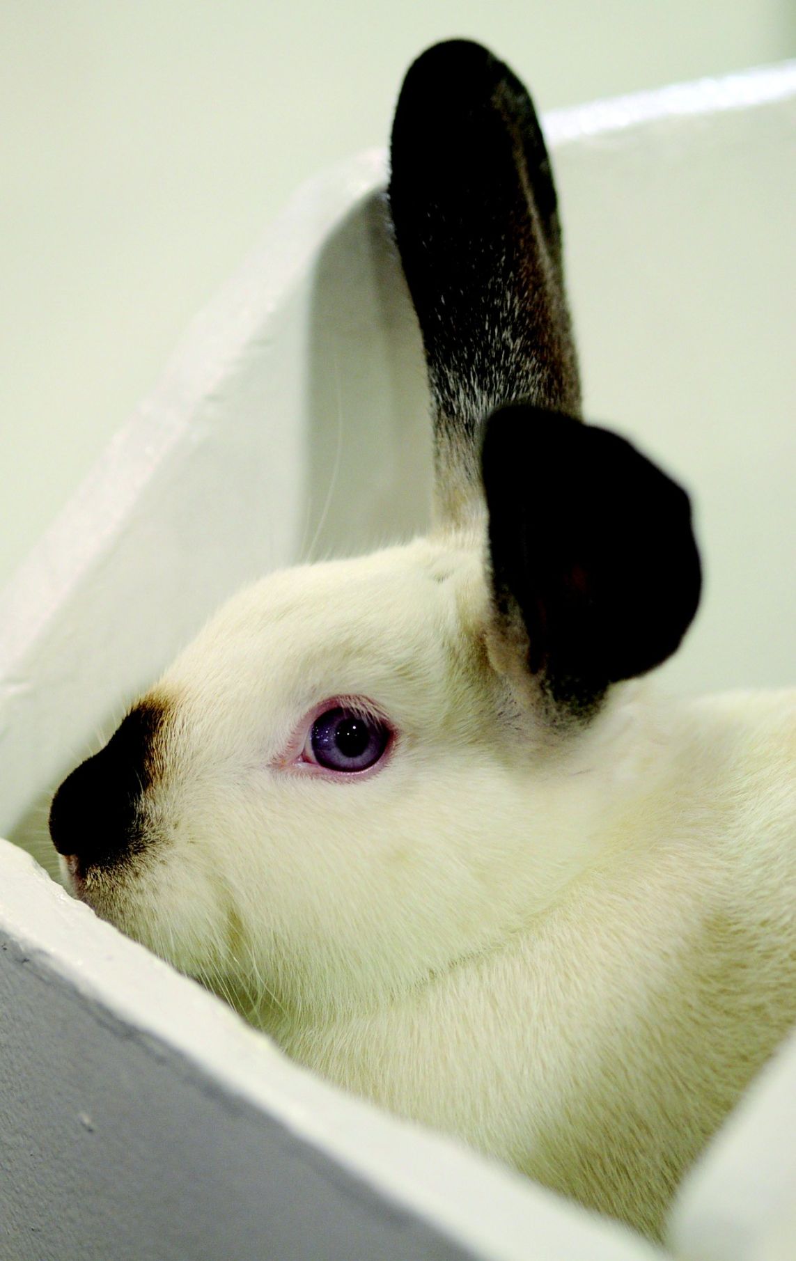 Ears up: 4-H rabbit club hits State Fair | Local News | tribstar.com