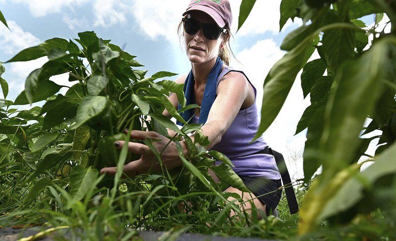 Kindred spirits: Organic farm changes hands, has plans for future ...