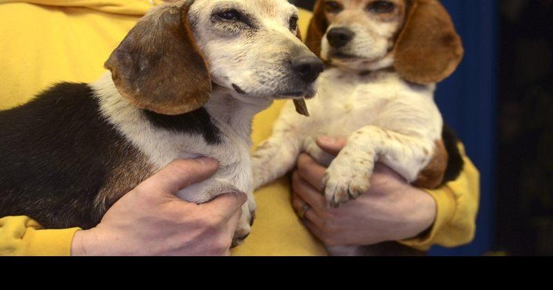 Shelter finds overbreeding in neglected dogs | Local News | tribstar.com