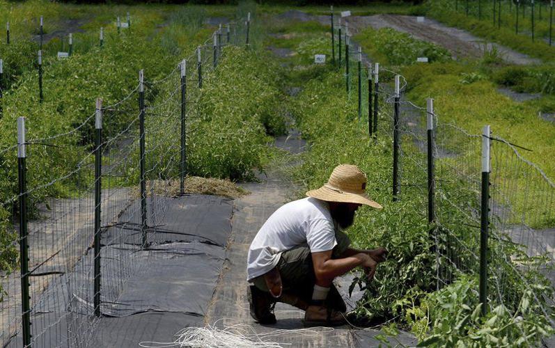 The Pickery: A direct-to-consumer, organic micro-farm | Features ...