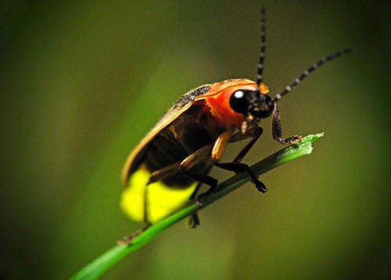 Fireflies: Common, benign little creatures a favorite of kids | Local ...