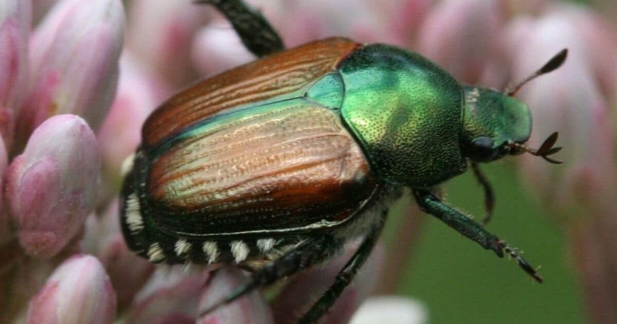 WSDA urges more residents to sign up for Japanese beetle treatments ...