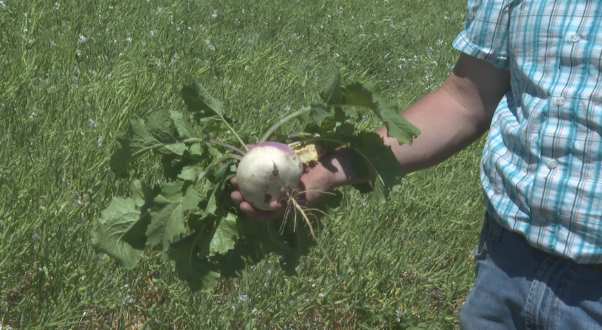 Regenerative Farming Takes Root in Oregon Wheat Country | Features ...