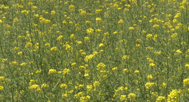 Regenerative Farming Takes Root in Oregon Wheat Country | Features ...