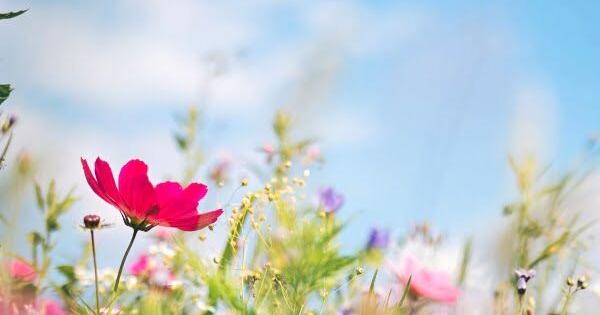 Spring arrives in northeast Michigan | News | truenorthradionetwork.com