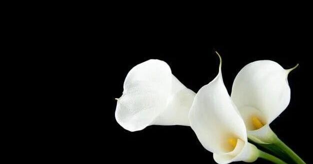 Charles T. (Chuck) Manning | Obituaries | truenorthradionetwork.com