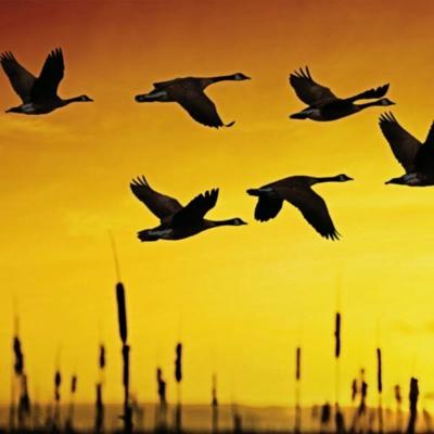1st of 3 goose hunts in Alpena Thursday | Local News ...