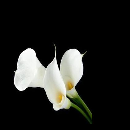 Obituaries | truenorthradionetwork.com