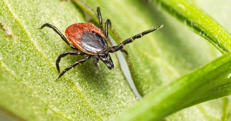 Michigan tick season and Lyme disease | News | truenorthradionetwork.com