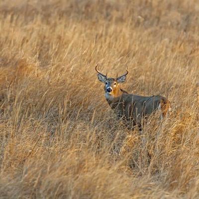 Hunters - follow best practices this firearm deer season | News ...