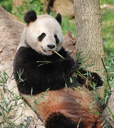 China plans to send San Diego Zoo more pandas this year, reigniting its ...