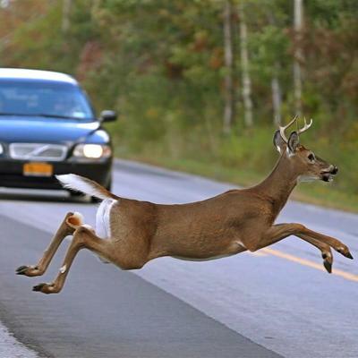 Don’t Veer for the Deer: Most car-deer crashes in NE MI occur in PI ...