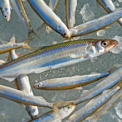 MDHHS sets rainbow smelt eating limit on Lake Huron due to PFOS levels ...