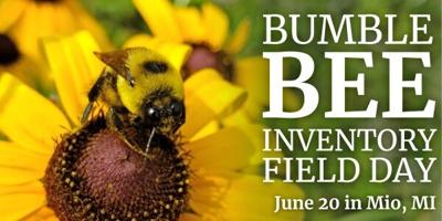 Residents invited to bumblebee inventory in Mio | News ...