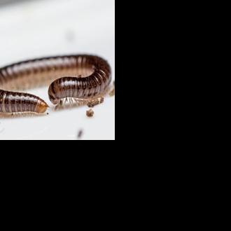 New millipede species crawling under LA. | Local News ...