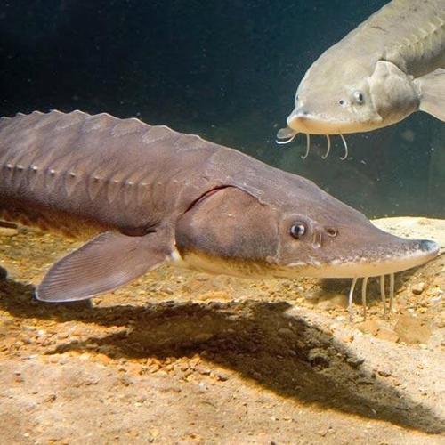 Public tours of Black River sturgeon hatchery | Local News ...