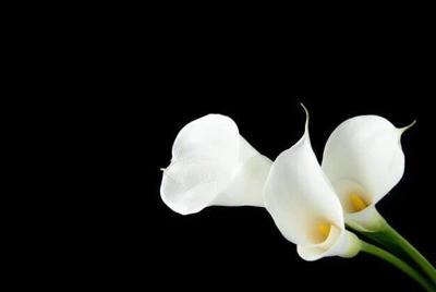Dixie Jean Julian | Obituaries | truenorthradionetwork.com