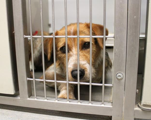 Animal shelter temporarily closed for stray intake | Patterson ...