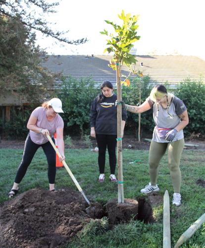 Volunteers add green to the community | Tracy Press | ttownmedia.com