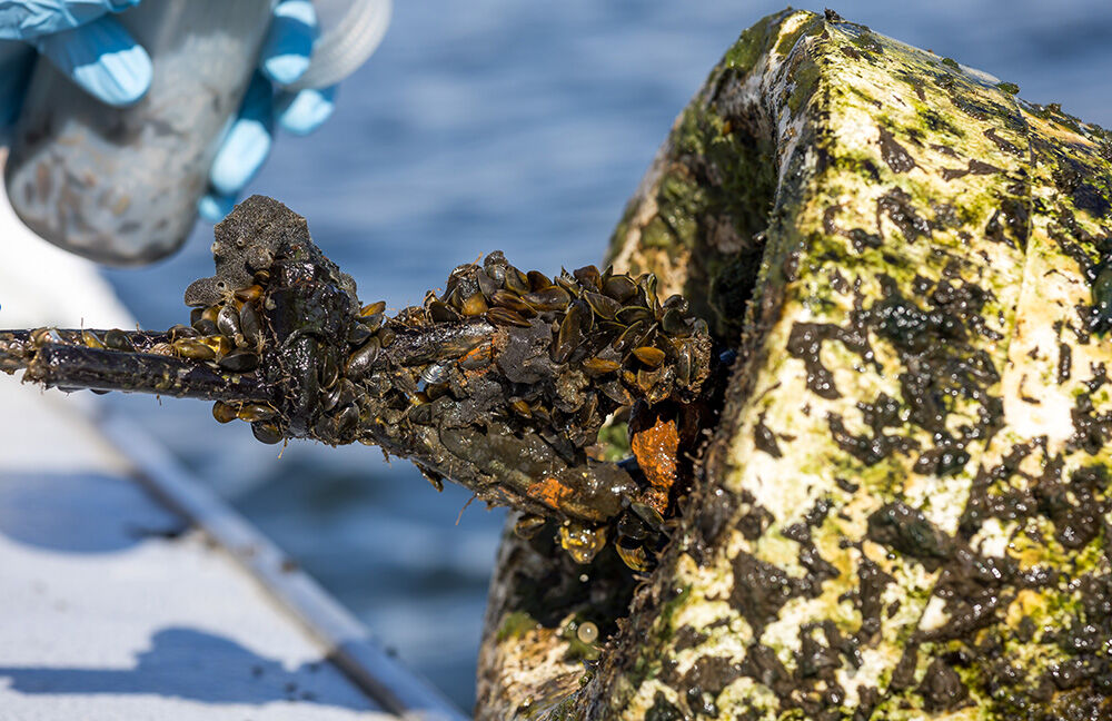Invasive mussels spread, could clog irrigation systems | Patterson ...